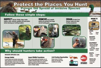 Waterfowl Hunters Help Prevent the Spread of Aquatic Invasive Species
