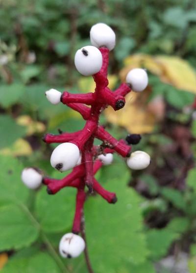White Baneberry » Fox-Wolf Watershed Alliance