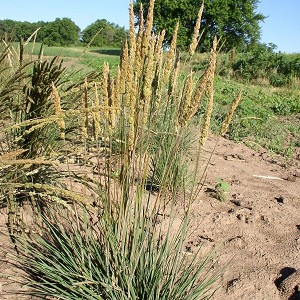 June Grass » Fox-Wolf Watershed Alliance