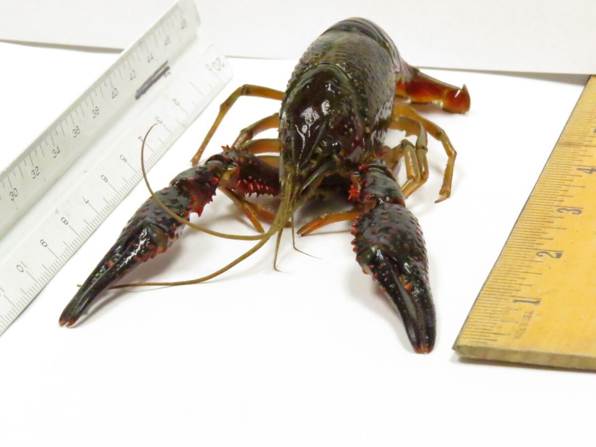 AIS Spotlight - Red Swamp Crayfish