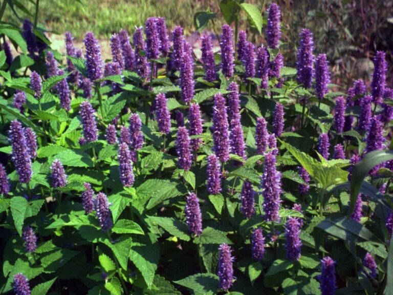 purple-giant-hyssop-seeds-agastache-scrophulariaefolia-perennial ...