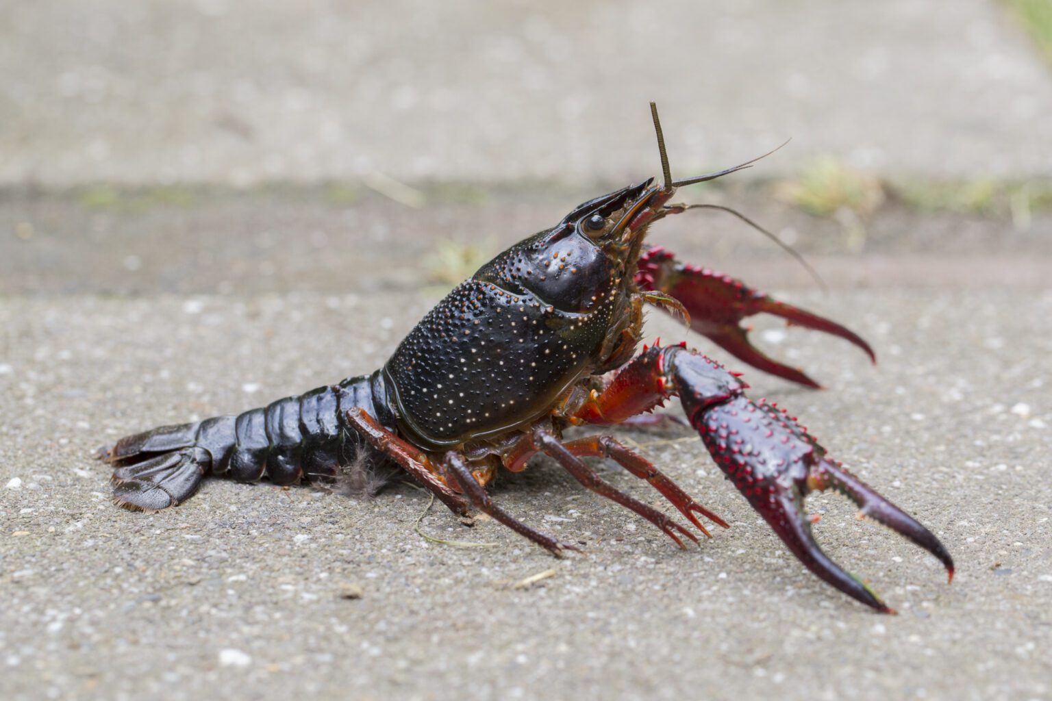 AIS Spotlight - Red Swamp Crayfish