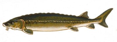 SPECIES SPOTLIGHT - Lake Sturgeon