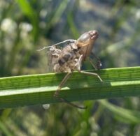 Dragonfly Larvae in the Fox-Wolf Watershed: ID, Diet & More