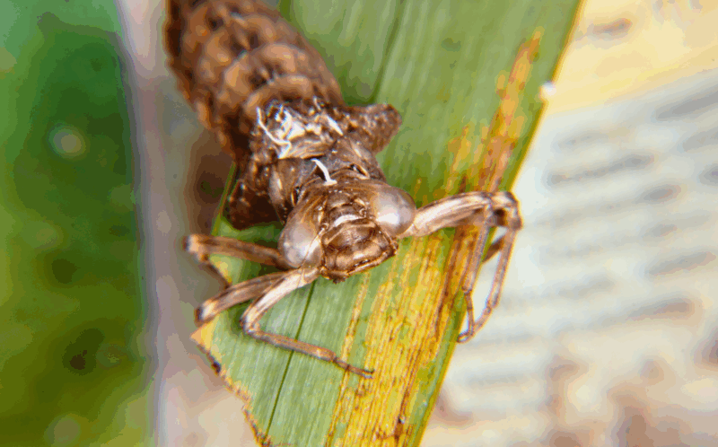 Dragonfly Larvae in the Fox-Wolf Watershed: ID, Diet & More