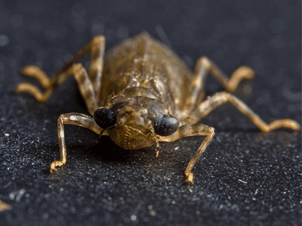 Dragonfly Larvae in the Fox-Wolf Watershed: ID, Diet & More