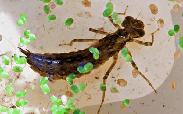 Dragonfly Larvae in the Fox-Wolf Watershed: ID, Diet & More