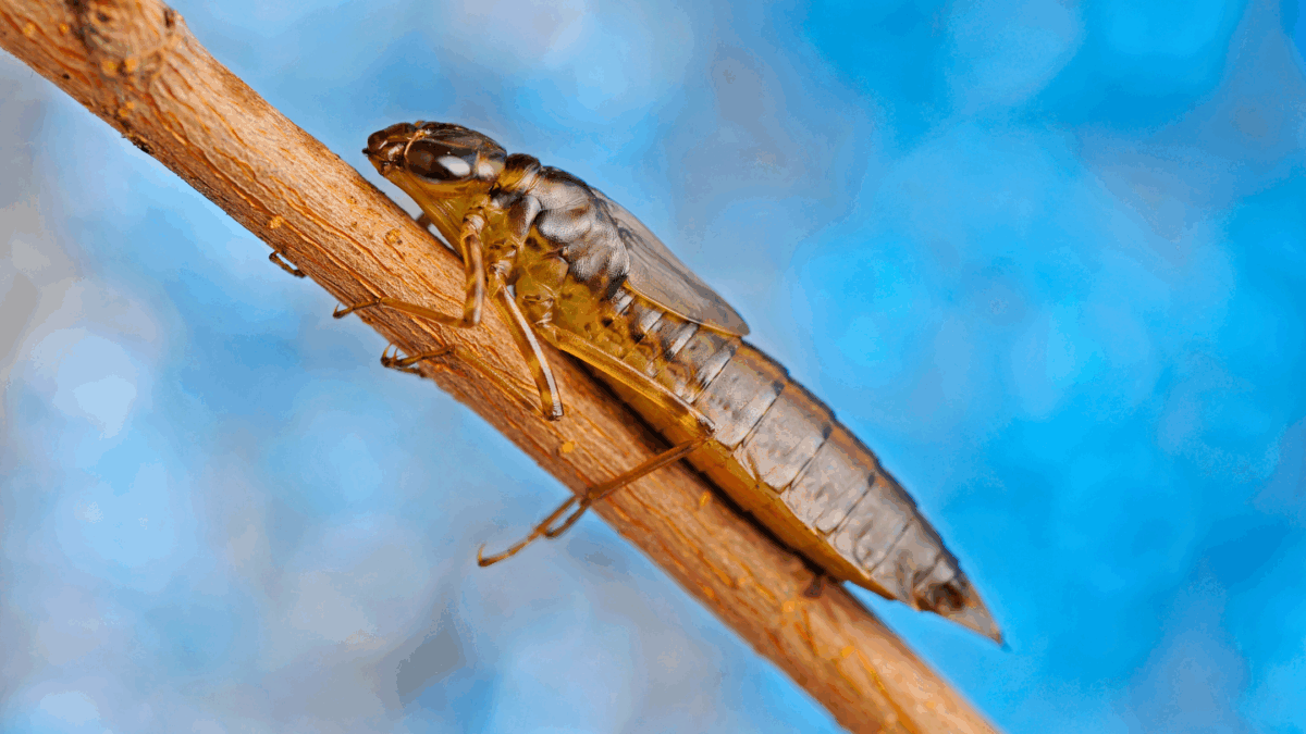 Dragonfly Larvae in the Fox-Wolf Watershed: ID, Diet & More
