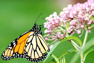 What Is Swamp Milkweed? Monarch Caterpillar Plant, Pink Flowers, and More