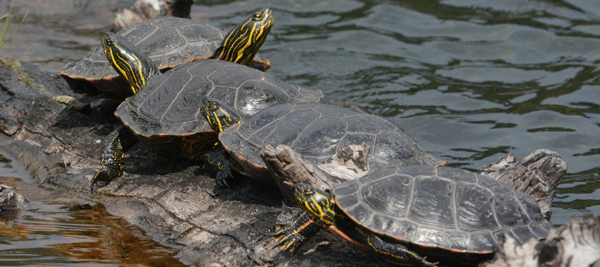 Who’s That Turtle on the Log? Discover the Painted Turtle!
