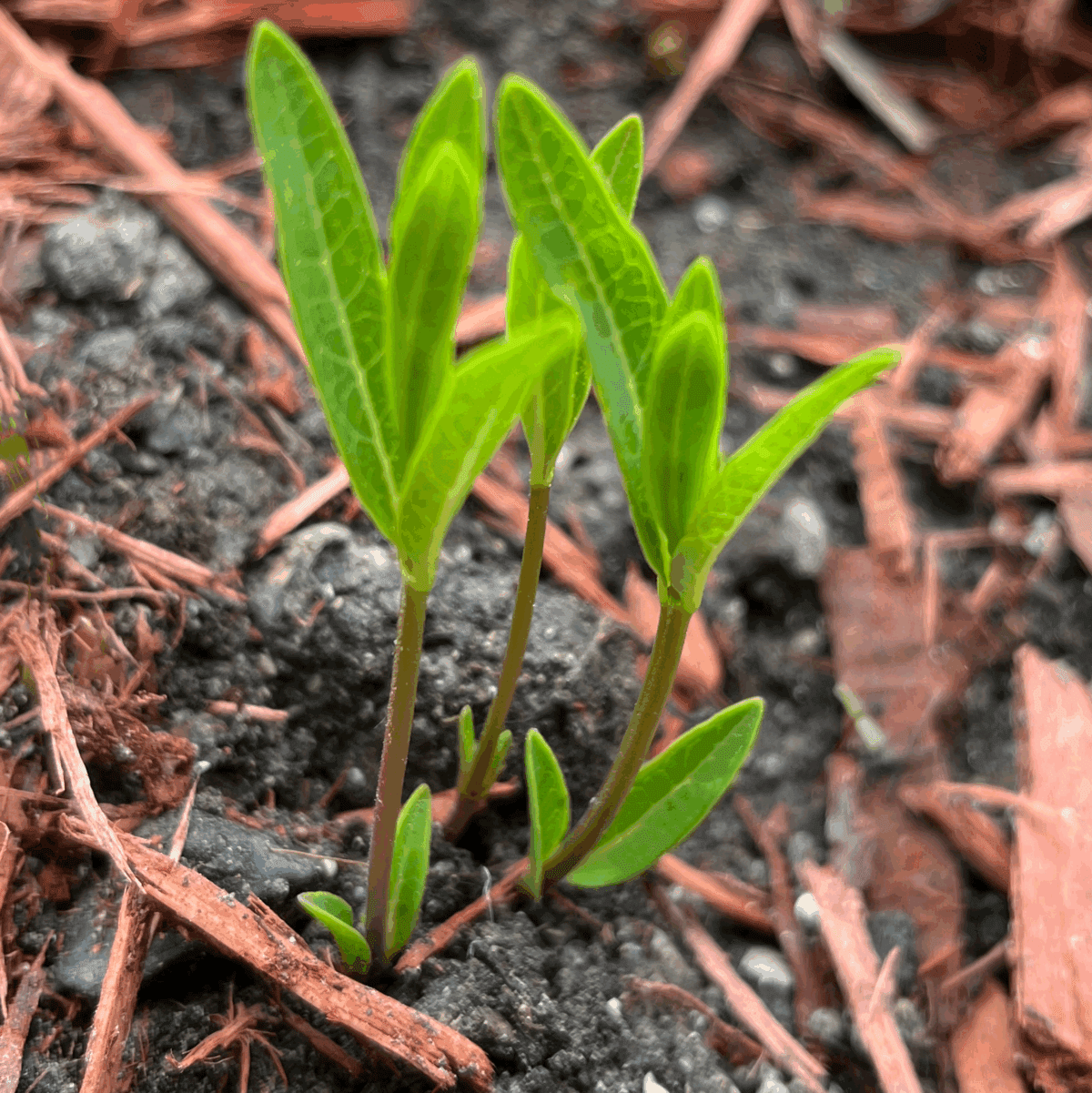 What Is Swamp Milkweed? Monarch Caterpillar Plant, Pink Flowers, and More