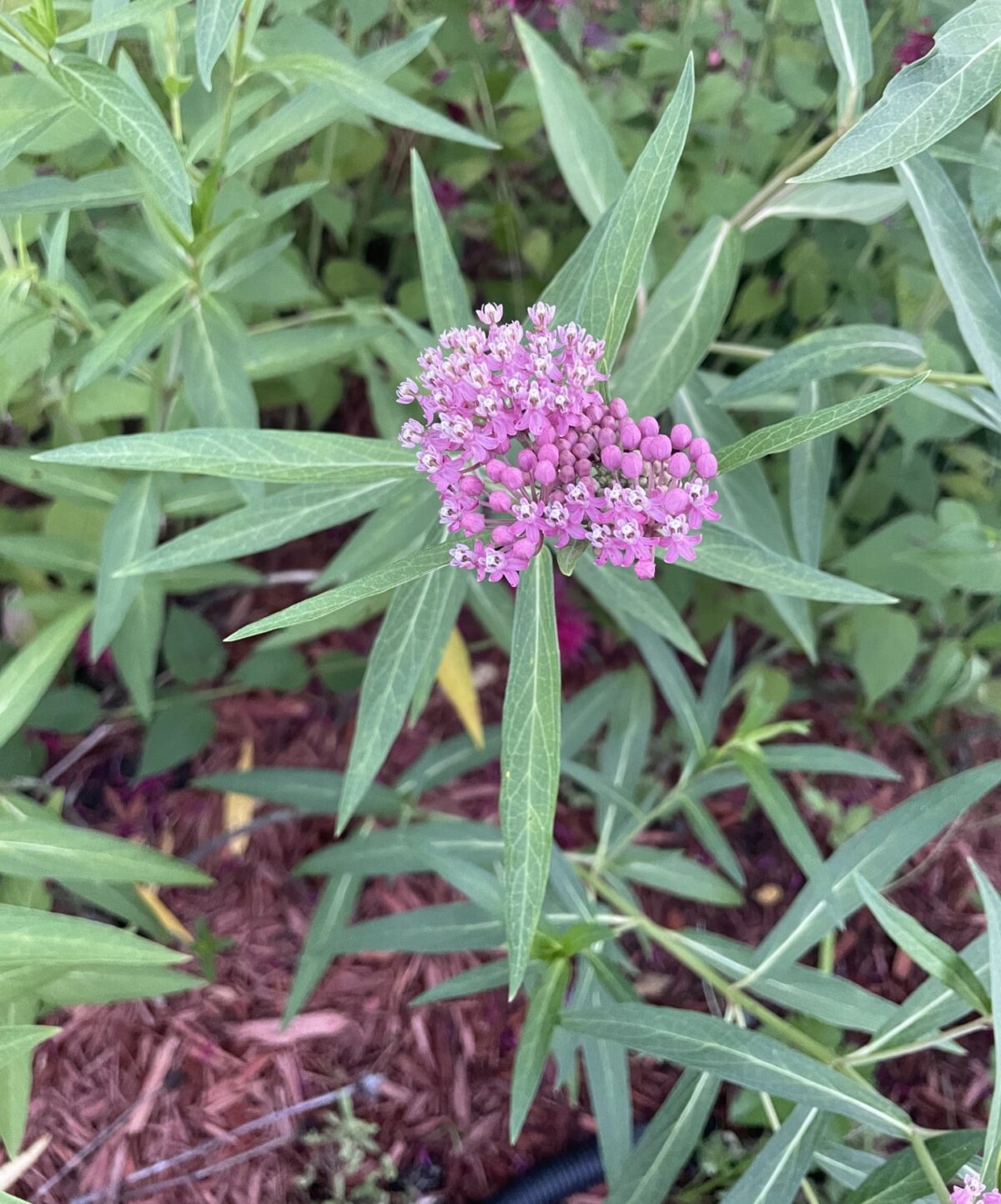 What Is Swamp Milkweed? Monarch Caterpillar Plant, Pink Flowers, and More