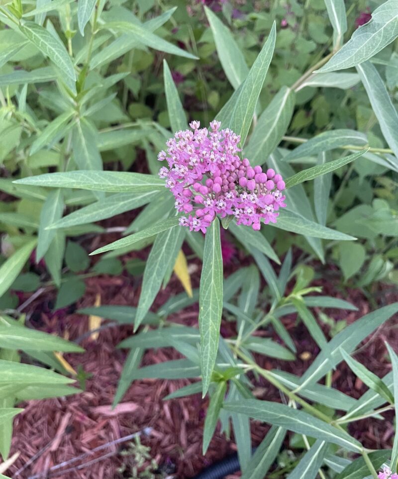 What Is Swamp Milkweed? Monarch Caterpillar Plant, Pink Flowers, and More