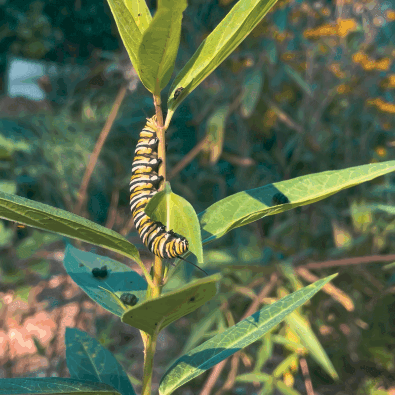 What Is Swamp Milkweed? Monarch Caterpillar Plant, Pink Flowers, and More