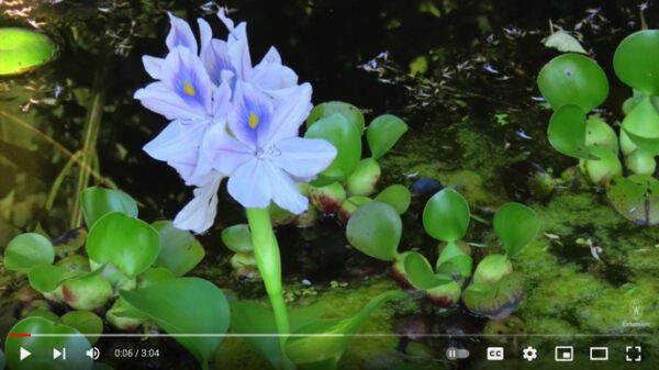 Aquatic Invasive Species » Fox-Wolf Watershed Alliance