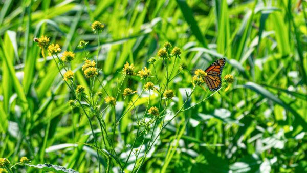 No Mow May vs. Low-Mow: What’s Better for Your Yard?